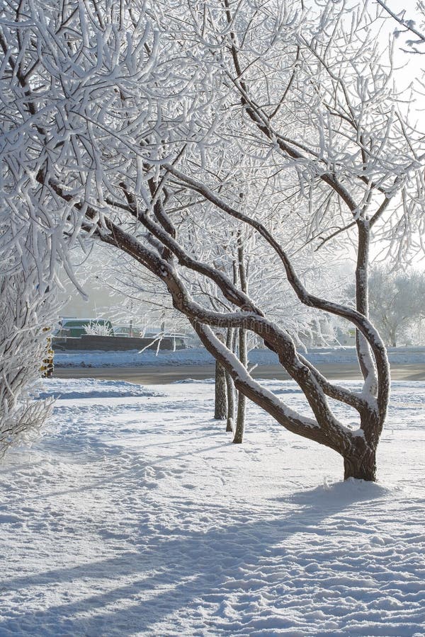Interesting tree in winter stock photo. Image of shiny - 108347964