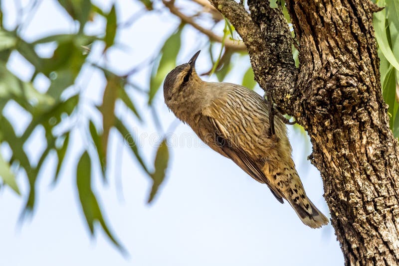 Brown Treecreeper in Victoria Australia Stock Image - Image of endemic ...