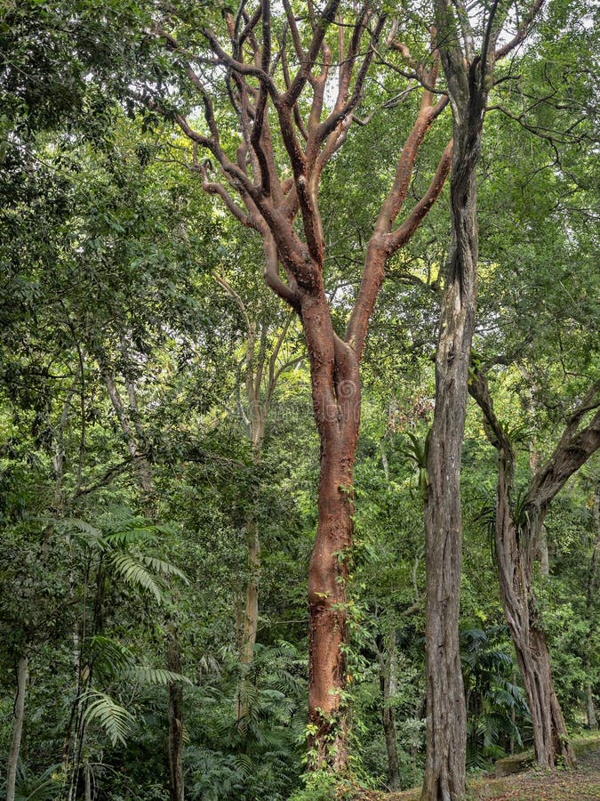 Interesting Trees in Tropical Forest, Guatemala Stock Photo - Image of ...