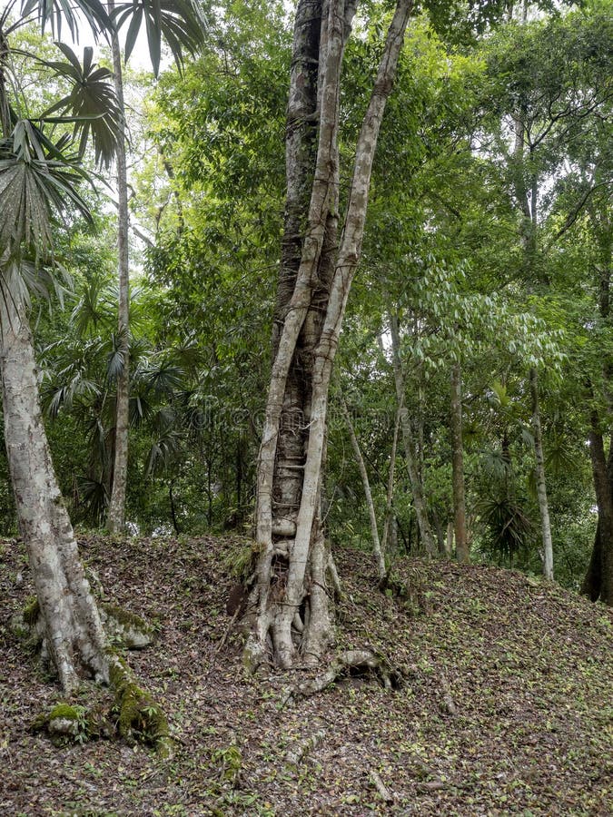 Interesting Trees in Tropical Forest, Guatemala Stock Image - Image of ...