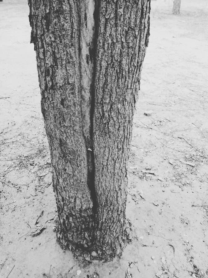 Vertical trunk tree stock image. Image of pattern, outdoors - 187432283