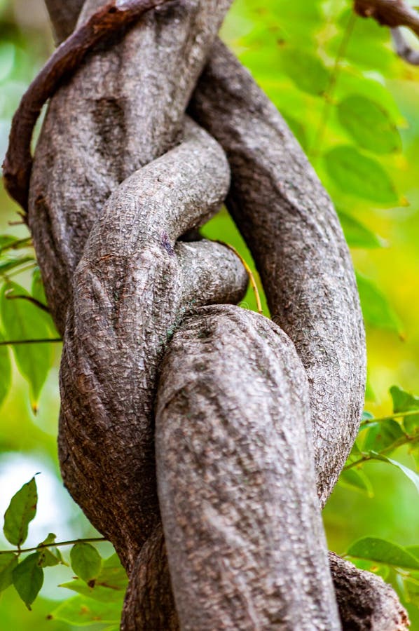 Interesting Twisted Shapes, Patterns of a Growing Tree Branches Stock ...
