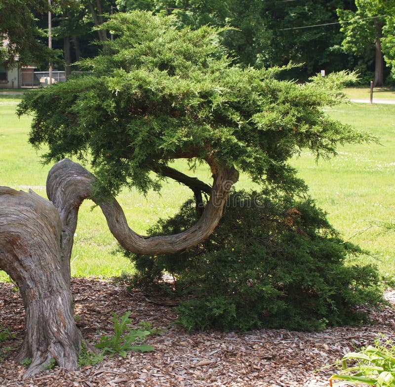 Green u shaped tree limb stock image. Image of wood - 117407427