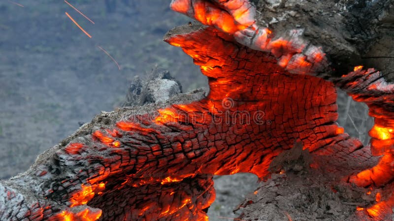 Interesting Unusual Smoldering and Burning Old Tree Stump, Glowing from ...