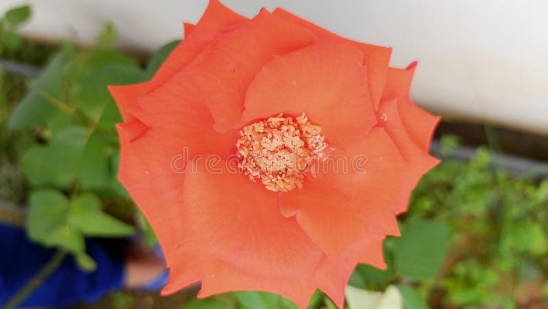 An Interesting Very Rare Orange Rose Stock Image - Image of names ...