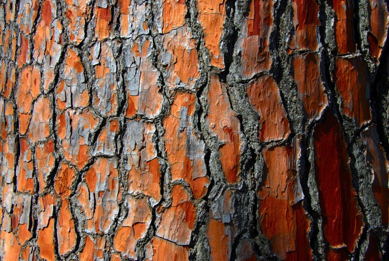 Interesting and Vibrantly Colorful Tree Bark Pattern Stock Image ...