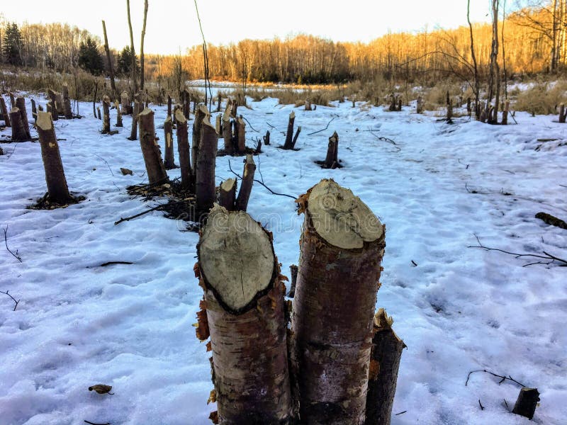 Beavers Cut Down Boreal Forest Taiga Aspen Trees Stock Image - Image of ...