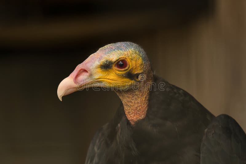 Vulture stock image. Image of predator, vulture, talons - 124065141