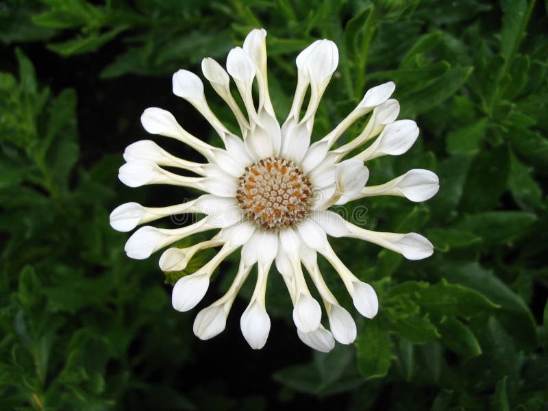 Interesting White Flower stock photo. Image of yellow, nature - 170090