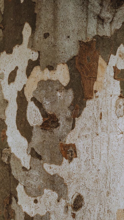 Interesting wood texture stock photo. Image of design - 255655346