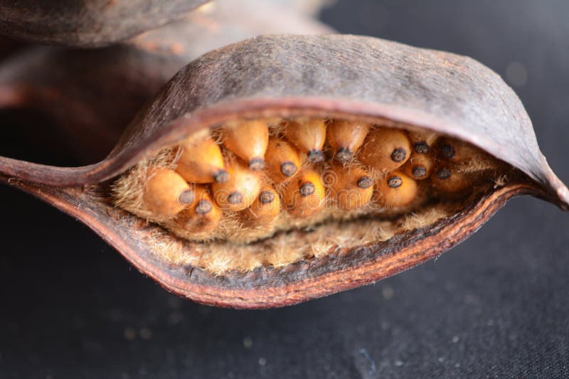 Interesting Yellow Seeds Still in the Pod Being Exposed. Stock Image ...