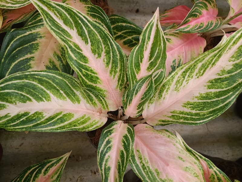 Interestingly Colored Ornamental Trees are Very Beautiful Stock Image ...