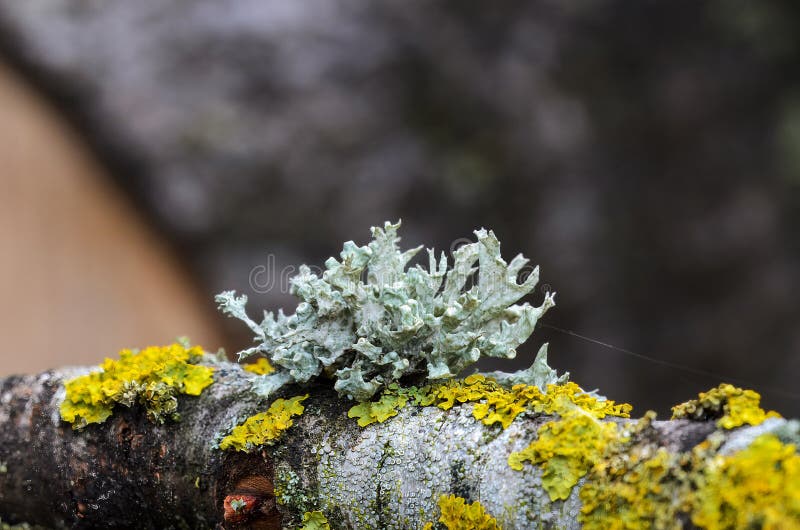 An Interestingly Shaped Ramalina Grows on a Dried Cherry Branch Stock ...