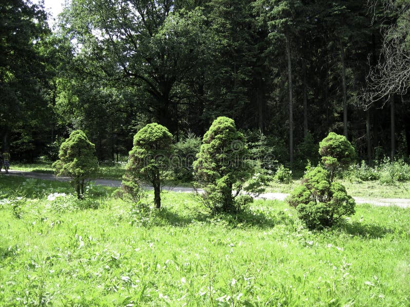 Interestingly Trimmed Small Bushes-round-shaped Trees in the Botanical ...