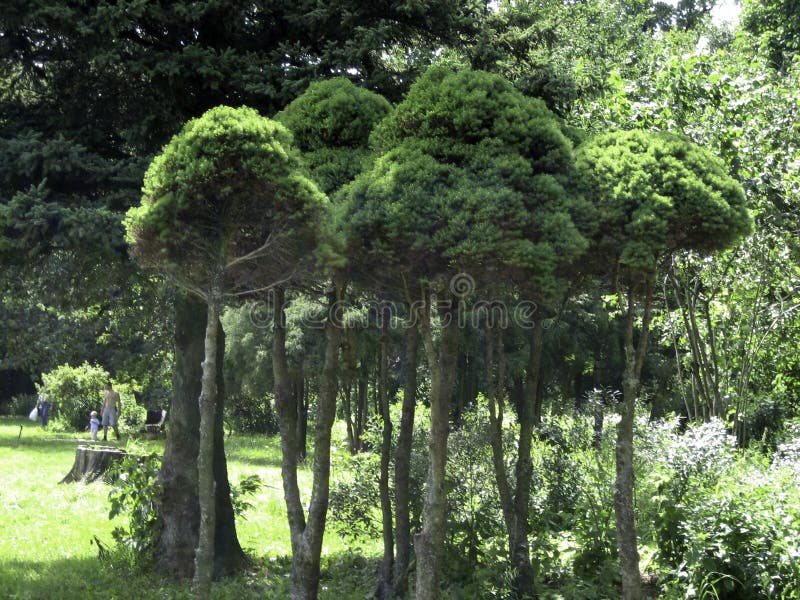 Interestingly Trimmed Small Bushes-round-shaped Trees in the Botanical ...