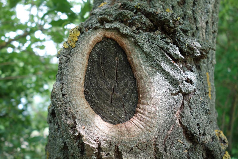 Interface of a Cut Off Branch of a Tree Trunk Stock Image - Image of ...