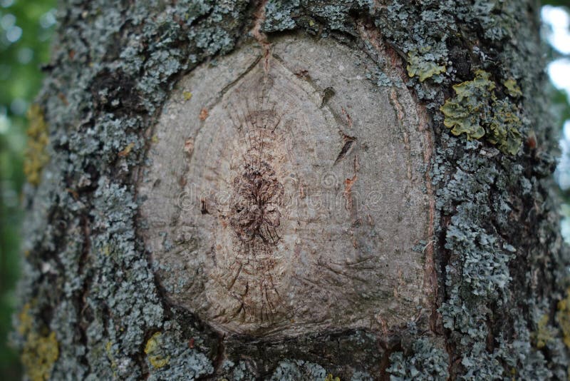 Interface of a Cut Off Branch of a Tree Trunk Stock Image - Image of ...