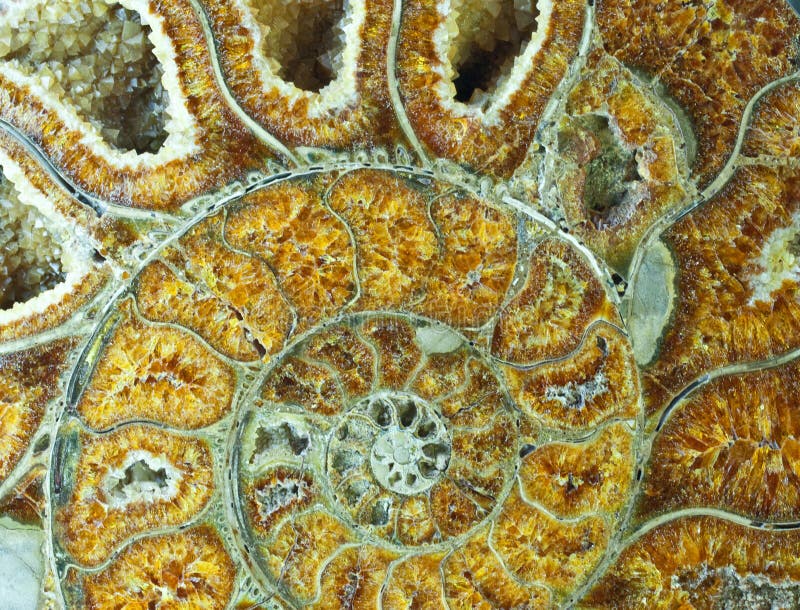 Interior of an Amonite in Close-up Stock Photo - Image of slice, spiral ...