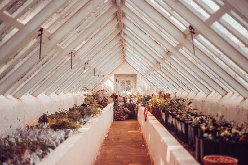 Interior of an Antique Greenhouse in Triangle Shape Stock Image - Image ...