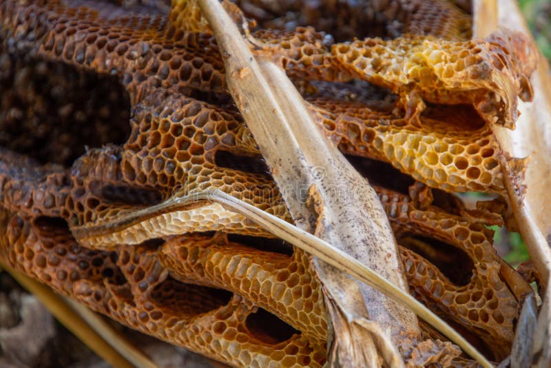 171 Broken Beehive Stock Photos - Free & Royalty-Free Stock Photos from ...