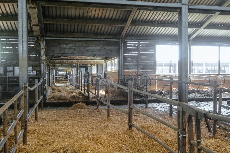 Interior of Cowshed Hangar on a Cattle Farm Stock Photo - Image of calf ...