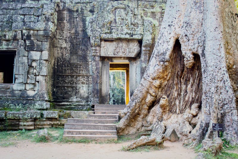 Interior Del Templo De Ta Prohm. Siem Reap Cambodia Imagen de archivo ...