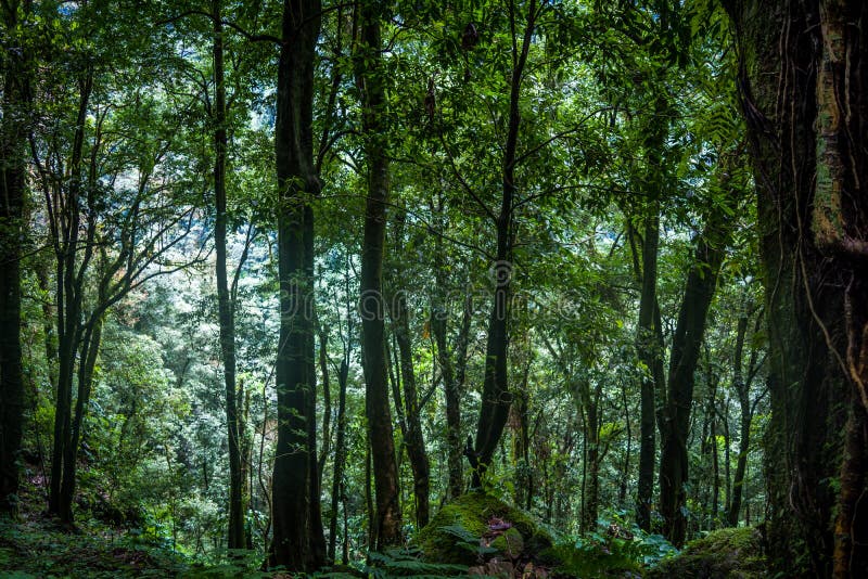 Forest Landscape, Sikkim, India Stock Photo - Image of indian, lush ...