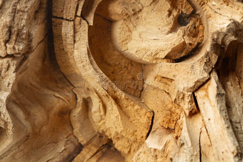 Interior of a Dry Tree Trunk in a Close Up View Stock Image - Image of ...