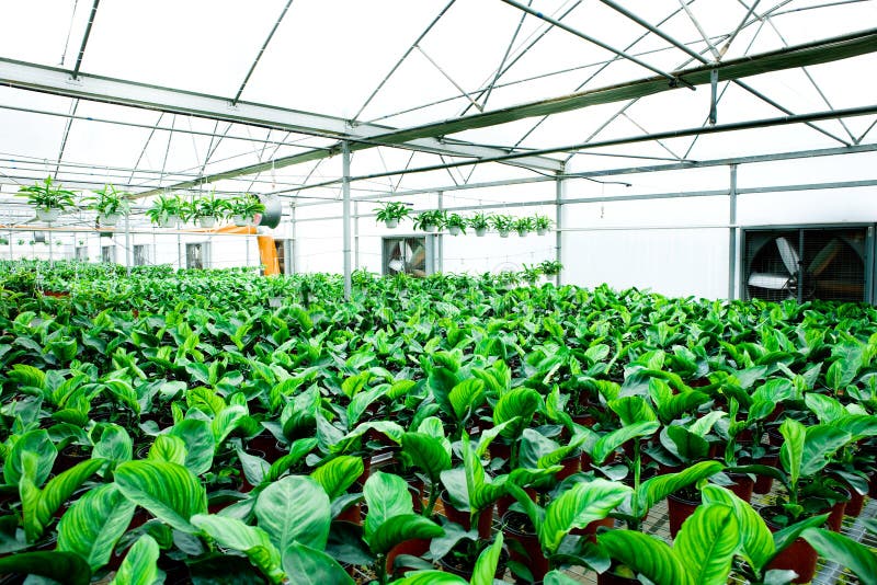 Greenhouse stock image. Image of hothouse, interior, culture - 23389937