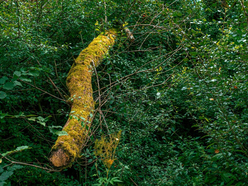 The Interior of a Forest with Lots of Greenery and Moss on the Branches ...