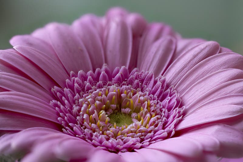 Interior of a Gerbera Capitulum, Magenta Stock Photo - Image of gerbera ...