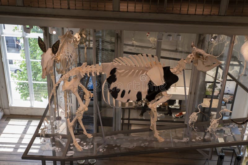 Interior at the Groote Museum at Amsterdam the Netherlands 21-6-2022 ...