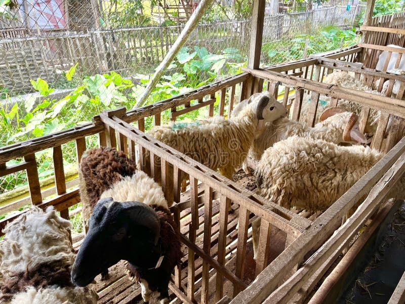 Goat Farm with Many Goat Inside Stock Photo - Image of goats, hewan ...