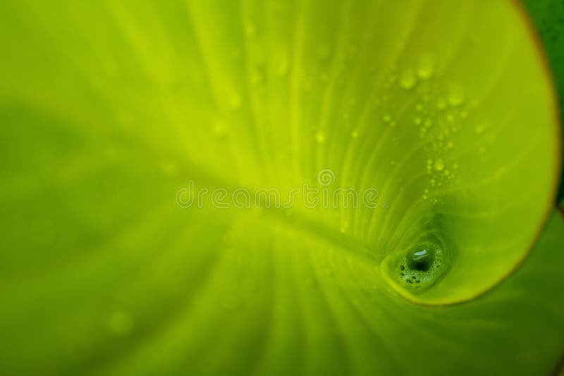 3,535 Bent Leaf Stock Photos - Free & Royalty-Free Stock Photos from ...