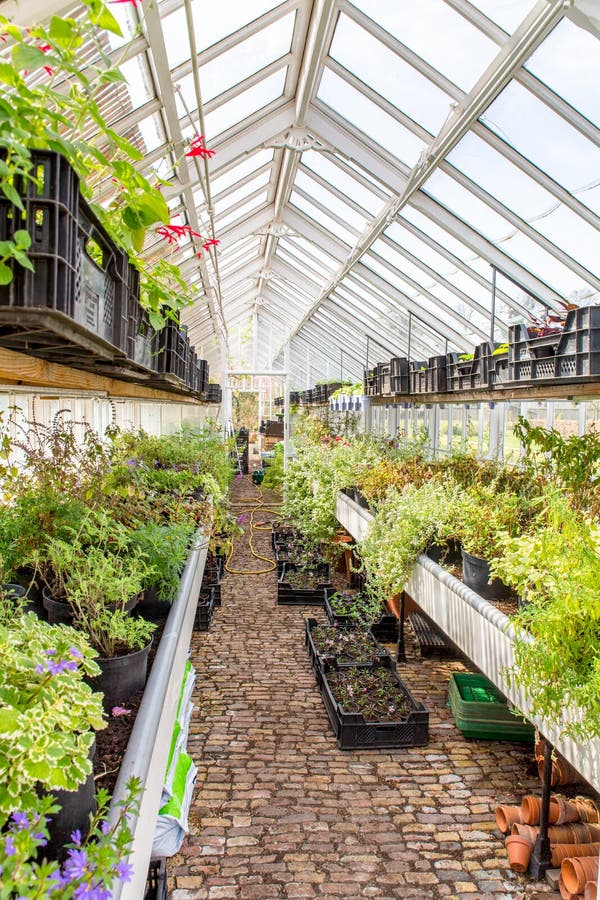 Dutch Greenhouse with Colorful Violets and Irrigation Stock Image ...