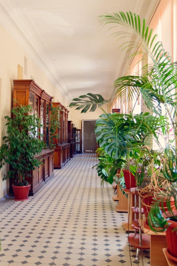 The Interior of the Office Premises, Decorated with Tropical Plants ...