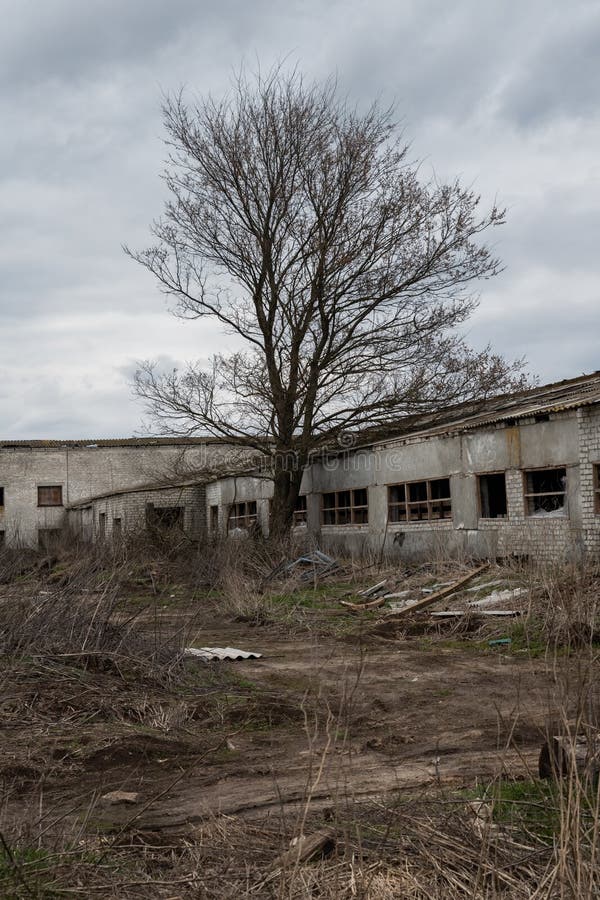 Interior of the Old Ruined Abandoned Barn for Cows. Destroyed ...