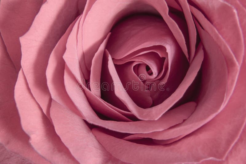 Inside the rose stock image. Image of pink, rose, zone - 68314195