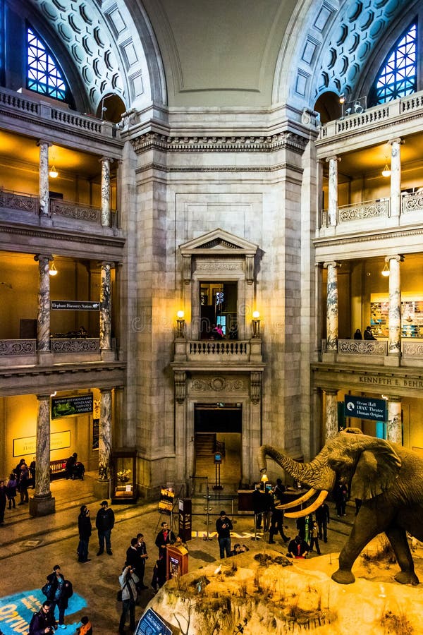 Smithsonian Museum African Elephant Exhibit Editorial Photography ...