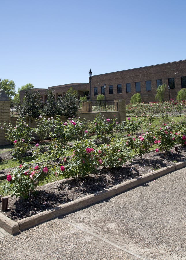 Interior of Tyler Rose Garden Stock Image - Image of bush, design: 90066809