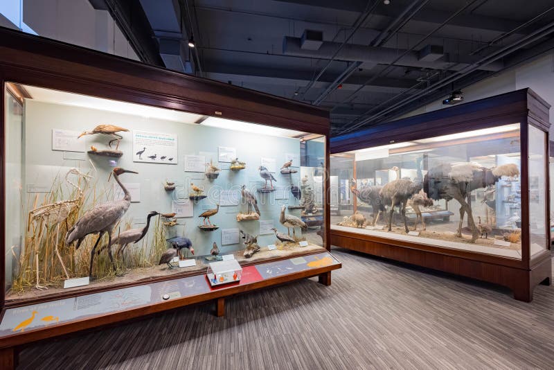 Interior View of the Field Museum Editorial Stock Photo - Image of ...