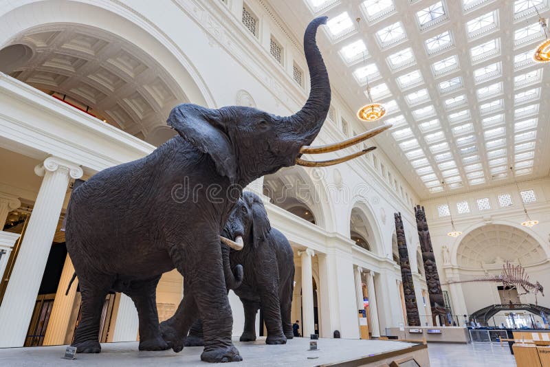 Interior View of the Field Museum Editorial Photo - Image of people ...
