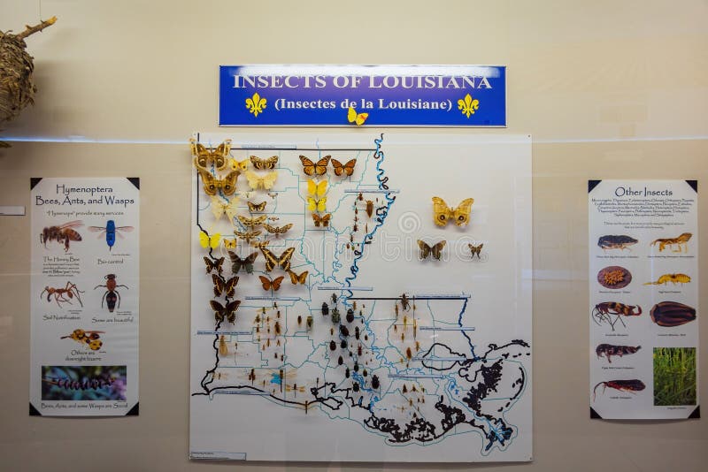 Interior View of the Louisiana State Exhibit Museum Editorial Stock ...