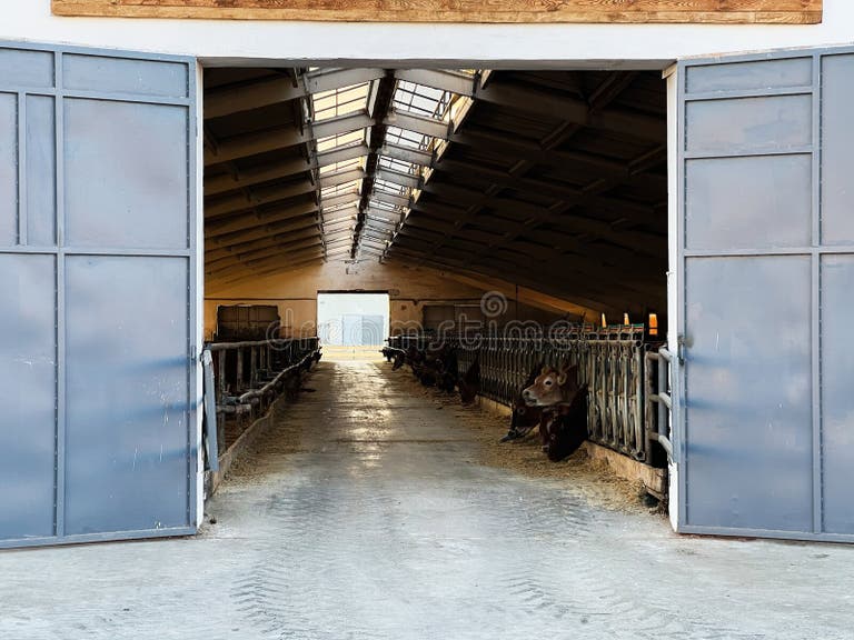Interior View of a Modern Barn with Cows in Feeding Stalls Stock Photo ...