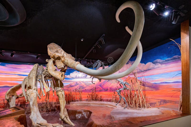 Interior View of the Nevada State Museum Editorial Image - Image of ...