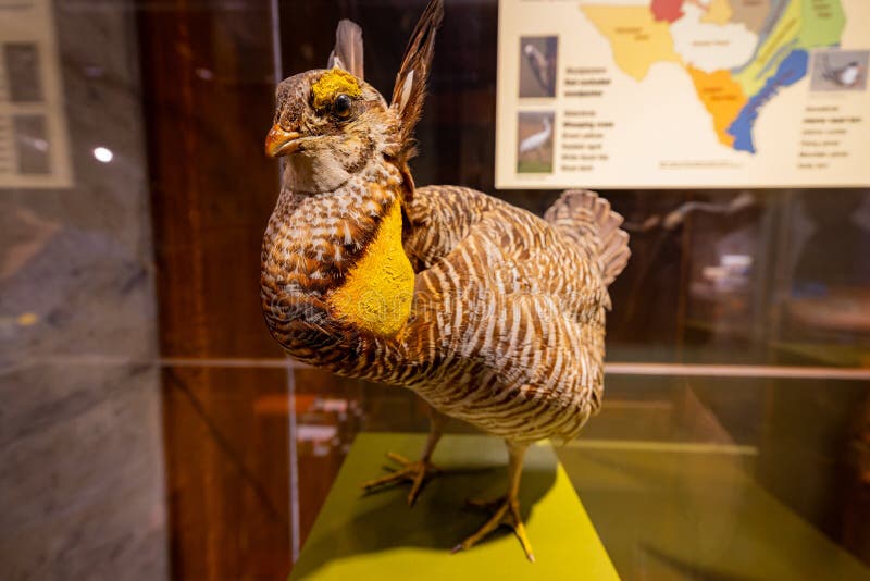 Interior View of the Perot Museum of Nature and Science Editorial Photo ...