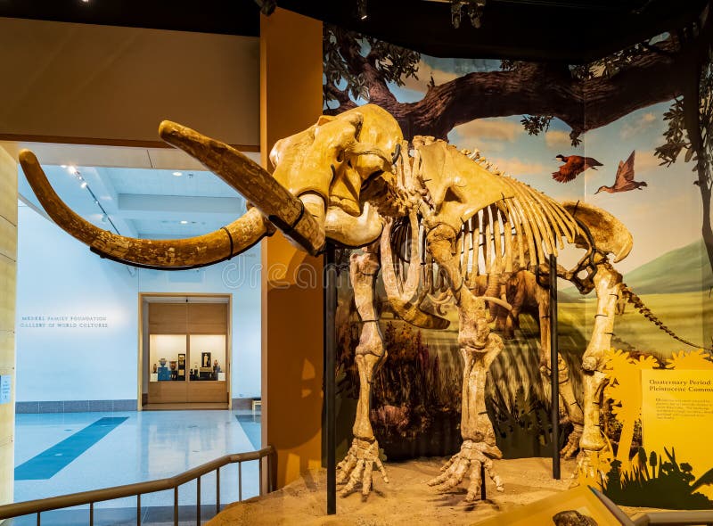 Interior View of the Sam Noble Oklahoma Museum of Natural History ...
