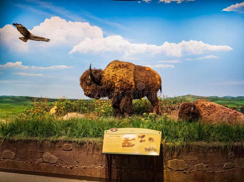 Interior View of the Sam Noble Oklahoma Museum of Natural History ...