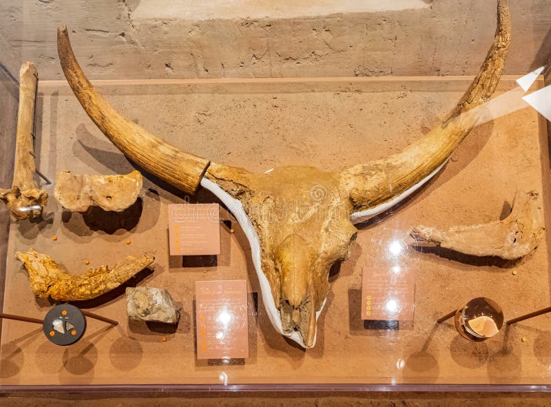 Interior View of the Sam Noble Oklahoma Museum of Natural History ...