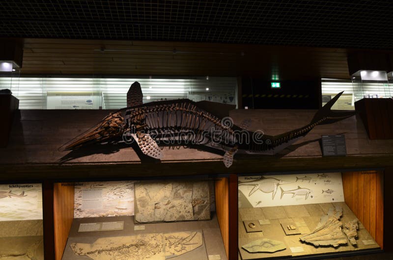 Interior View of Senckenberg Museum in Frankfurt am Main, Germany ...
